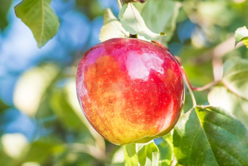 Rode appel op boom stock afbeelding. Image of gezond - 12353715