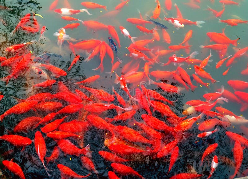 Rode Aquariumvissen in Meer Stock Foto - Image of vissen, water: 10700316