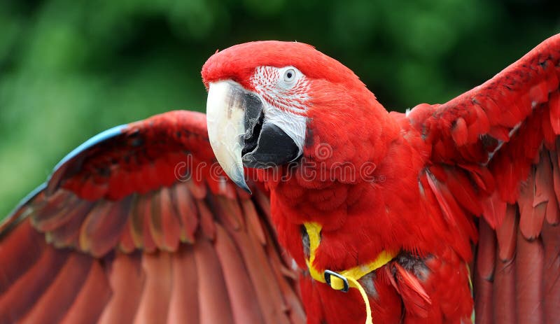 Rode Ara stock afbeelding. Image of leuk, gevederte, naughty - 54756653