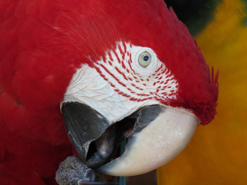De Rode Hoofdclose-up Van De Ara Stock Afbeelding - Afbeelding ...