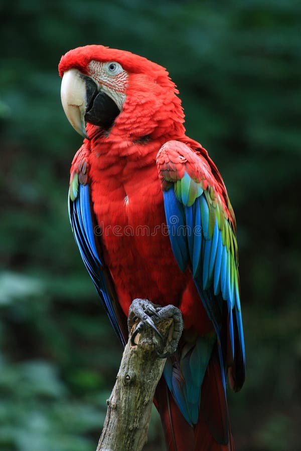 Papegaai - Rode Blauwe Ara stock foto. Image of everglade - 26447224