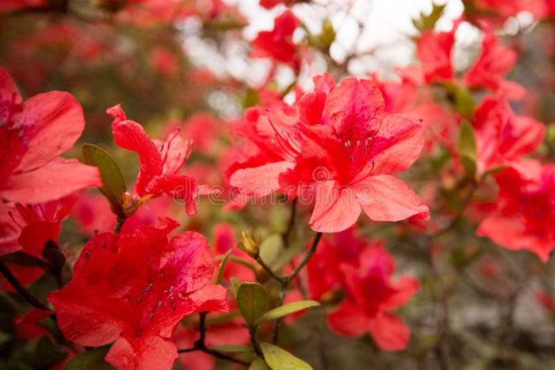 Rode azalea stock afbeelding. Image of openlucht, bloemen - 71162749