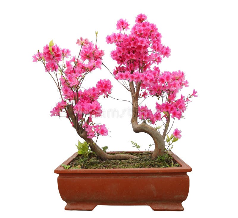 De Boom Van De Azaleabonsai Stock Afbeelding - Image of installatie ...