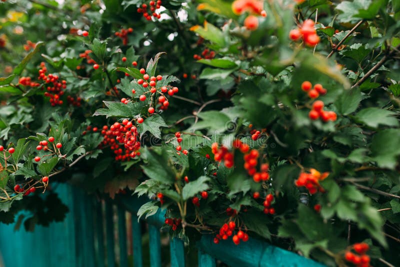 Rode Bessen stock foto. Image of spar, bessen, rood - 101855732