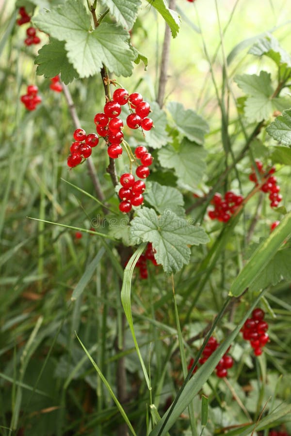 Rode bessen stock foto. Image of groen, vrucht, doorbladert - 12536296