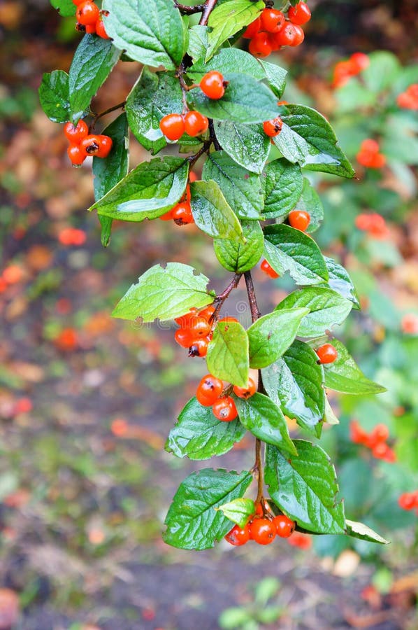 Rode bessen stock foto. Image of rood, flora, vrucht - 35878396