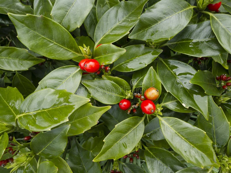 Rode Bessen En Groene Bladeren Stock Afbeelding - Image of rood ...