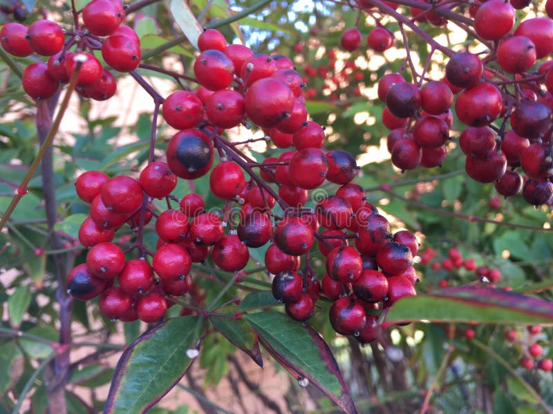 Rode bessen op een boom stock afbeelding. Image of vallen - 108422453