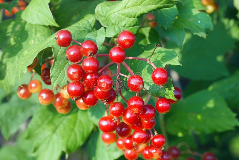 Rode bessen op een Bush stock foto. Image of bessen - 154530414