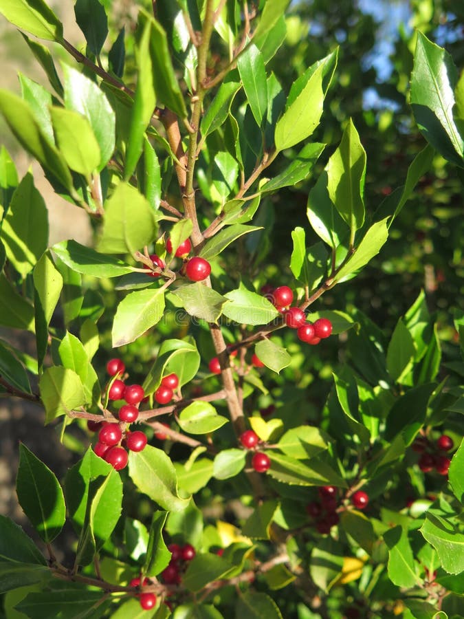 Rode Bessen Op Groene Struik Stock Foto - Image of nave, boom: 93263482