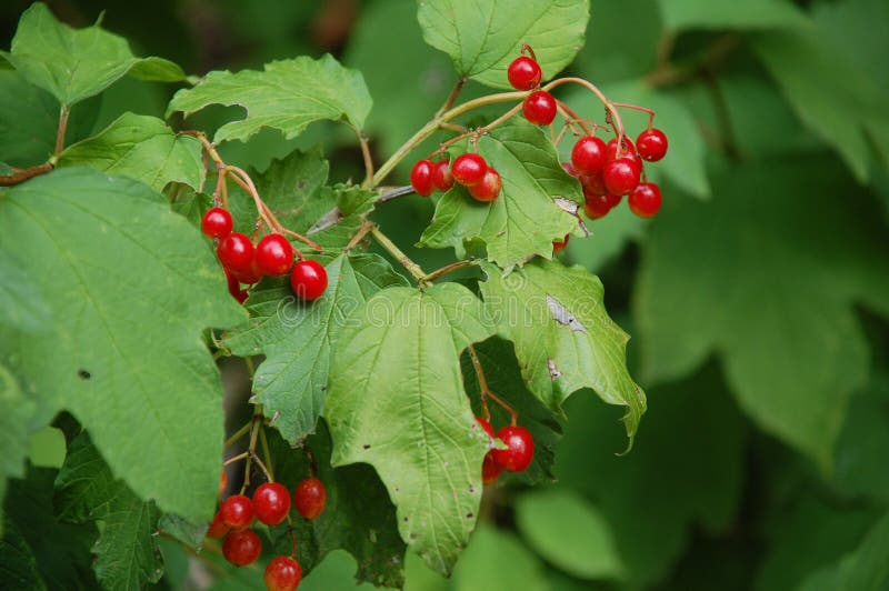 Rode bessen op struik stock afbeelding. Image of buiten - 2954491