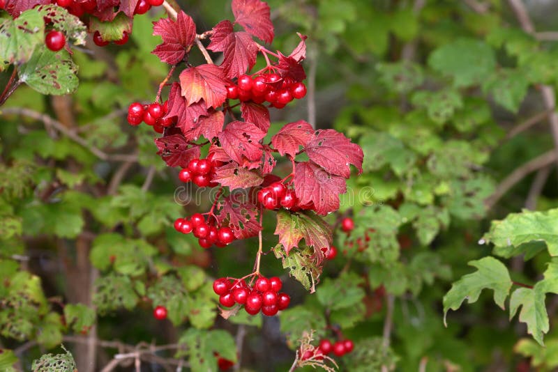 Rode Bessen Op Struik Met Groene Land Rode Bladeren Stock Afbeelding ...