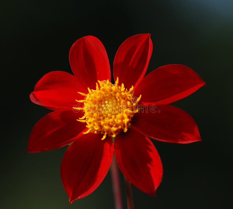 Rode Bloem Op Een Donkere Achtergrond Stock Afbeelding - Image of geel ...