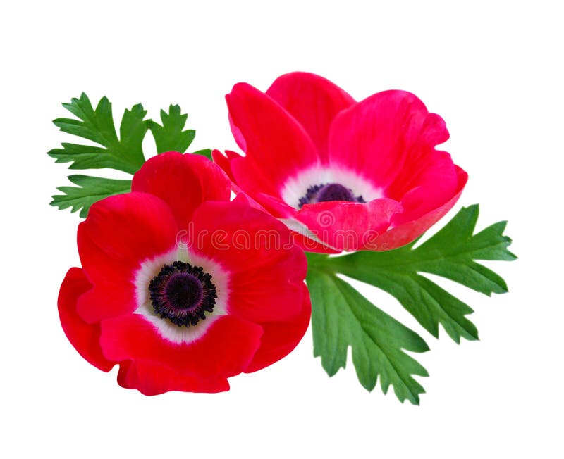 Rode bloem van anemoon stock afbeelding. Image of tuinieren - 24685975