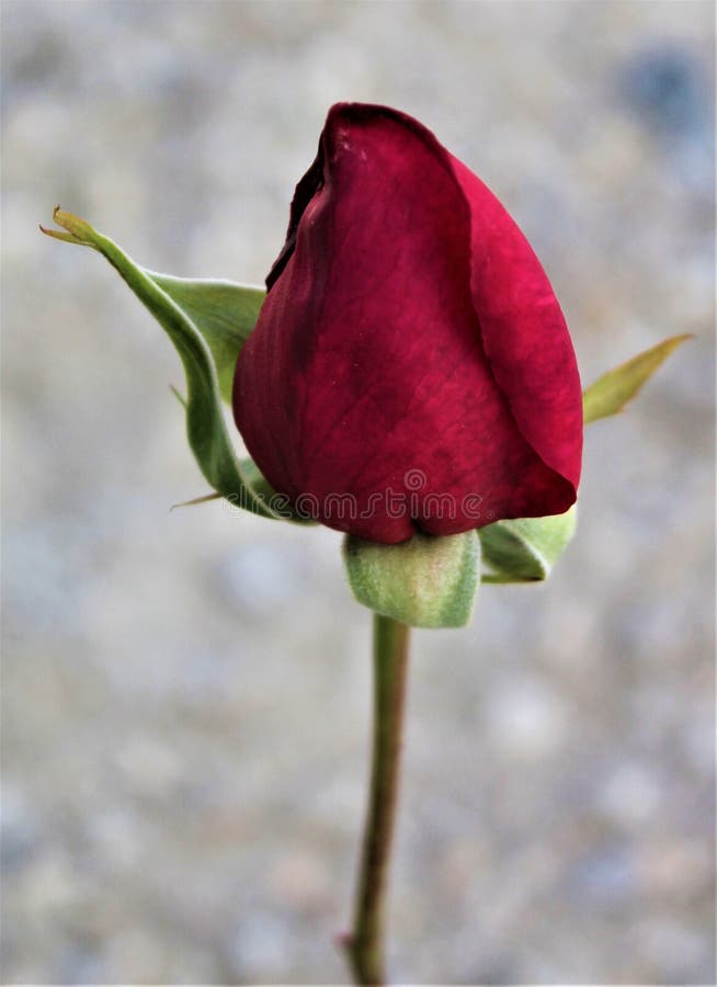 Rode Bud stock photo. Image of wildflower, plant, rode - 216039220