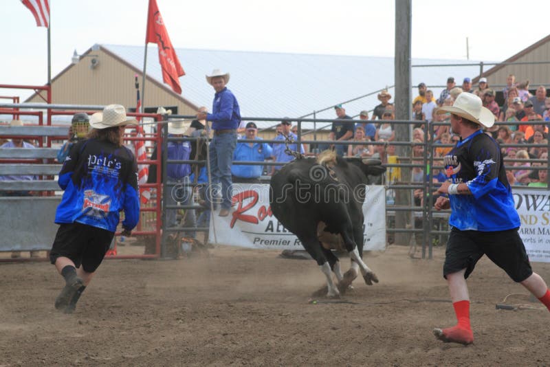 Rodeo Bull Fighters Working Bull Editorial Stock Image - Image of ...