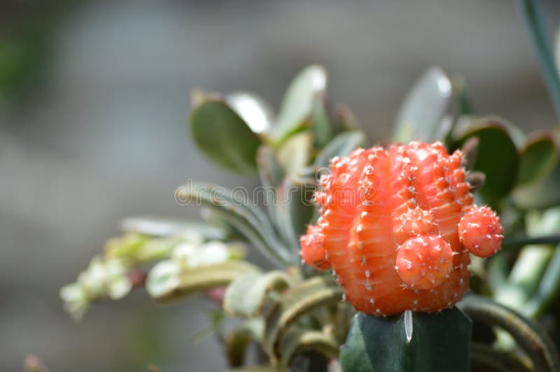 Rode Cactussen stock afbeelding. Image of rood, installaties - 102659171
