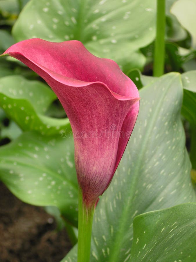 Witte Calla Lelieinstallatie in Bloei Stock Foto - Image of installatie ...