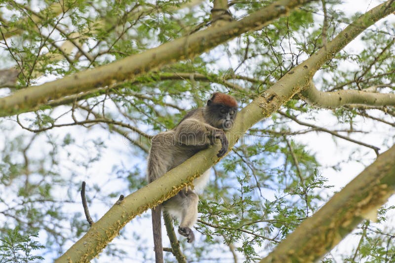 Rode Colobus Aap in Een Boom Stock Afbeelding - Image of boom, oeganda ...