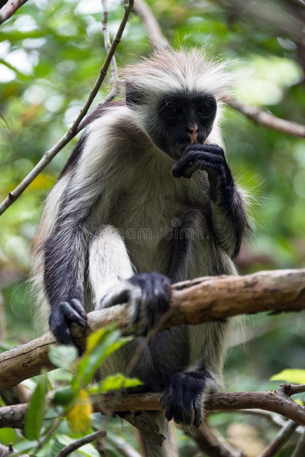 Rode Colobus-aap, Jozani-bos, Zanzibar Stock Afbeelding - Image of dier ...