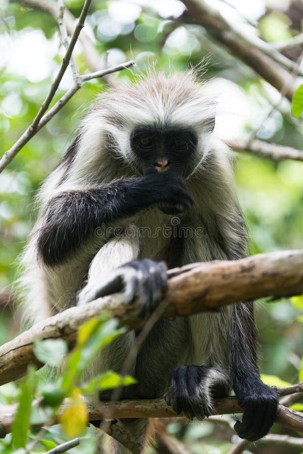 Rode Colobus-aap, Jozani-bos, Zanzibar Stock Afbeelding - Image of dier ...