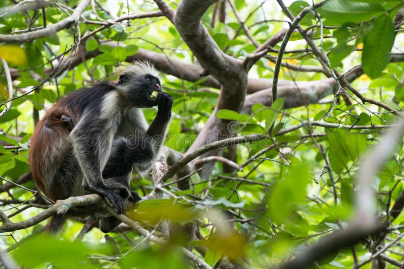 Rode Colobus-aap, Jozani-bos, Zanzibar Stock Foto - Image of boom ...
