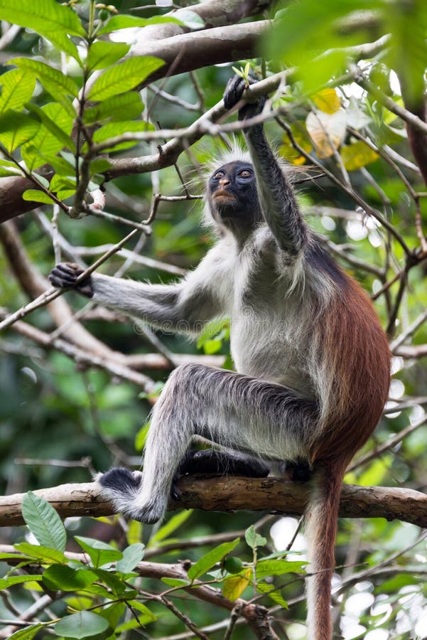 Rode Colobus-aap, Jozani-bos, Zanzibar Stock Afbeelding - Image of dier ...