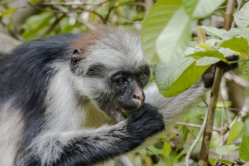 Rode Colobus-aap, Zanzibar stock foto. Image of sprookje - 96488404
