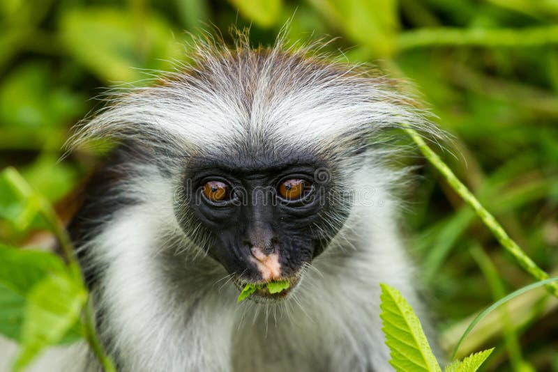 Zanzibars Rode Colobus, Aap Stock Afbeelding - Image of wild, naughty ...