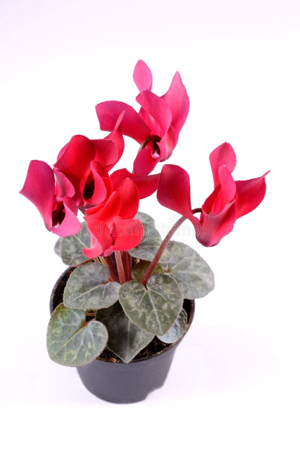 Cyclamen Het Gebied Van Kleurrijke Verscheidenheid Van Cyclaam Bloeit ...