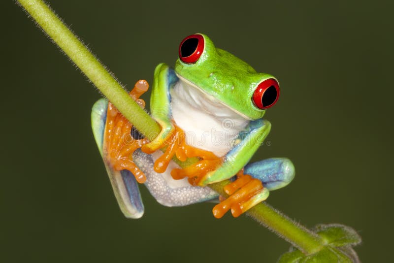 Kleurplaat Rode Oog Boomkikker