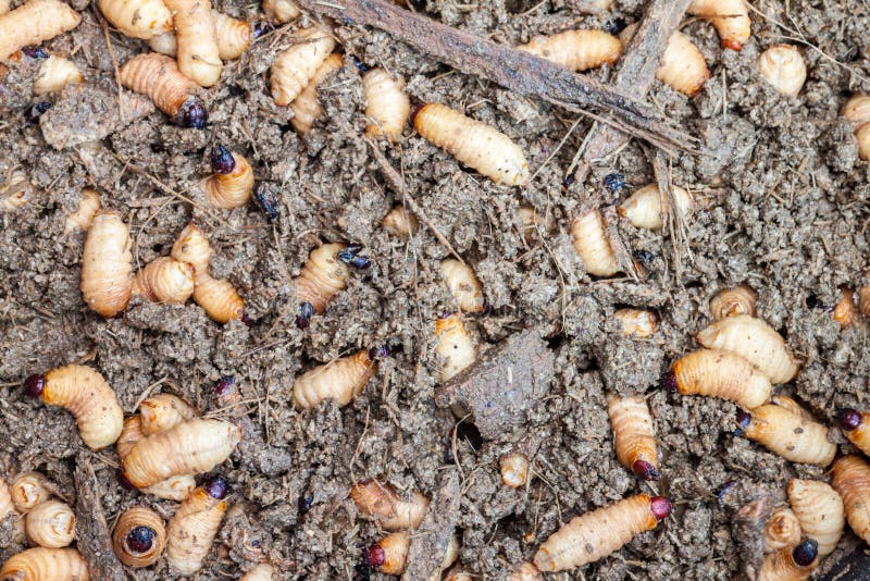 De Rode Rups Van De Palmgraanklander Stock Afbeelding - Image of boom ...