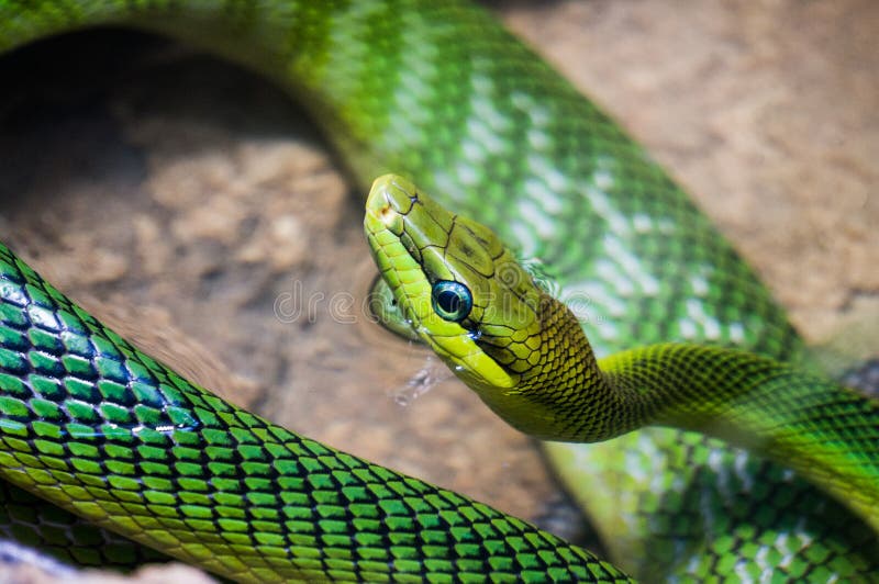 Slang In Terrarium - Groene Rattenslang Stock Foto - Afbeelding ...