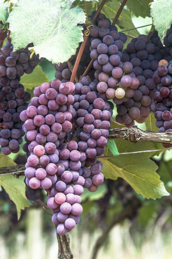 Rode druif stock foto. Image of sappig, landschap, versheid - 103041788