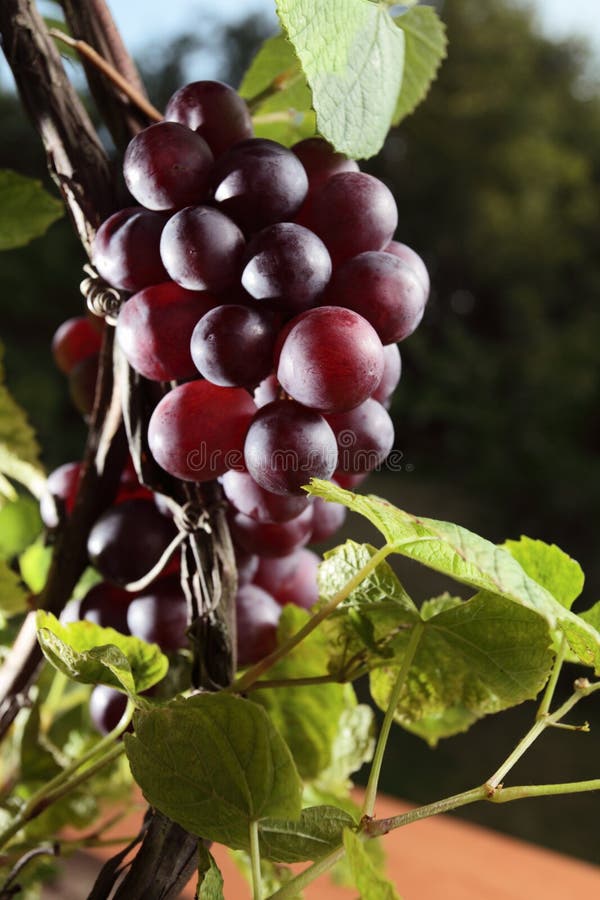 Rijpe Druif En Een Rode Appel Stock Foto - Image of voorwerp ...