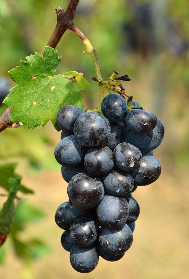 Rode Druif Met Groen Blad in De Wijngaard Stock Foto - Image of ...