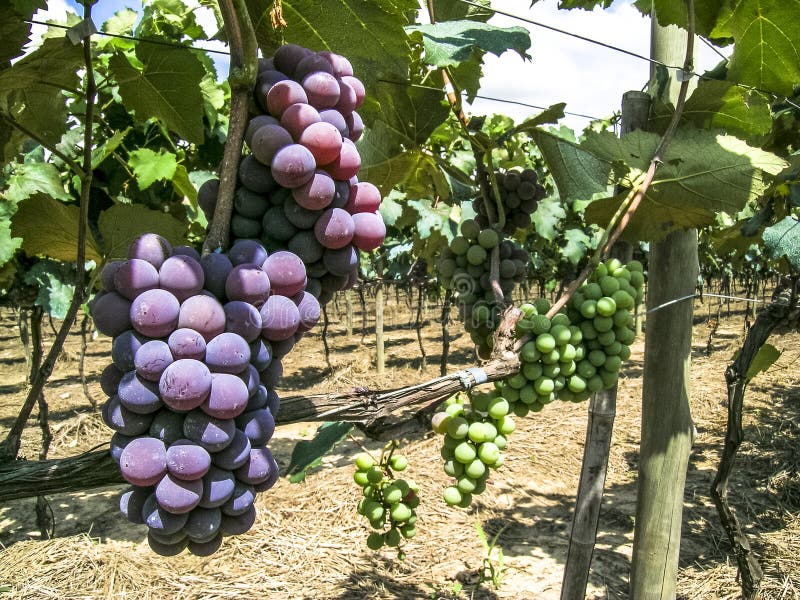 Rode Druiven stock afbeelding. Image of groei, druiven - 105421755