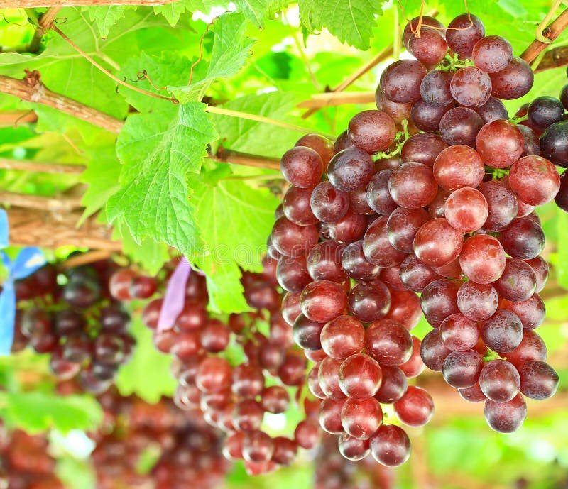 Druiven stock afbeelding. Image of rood, purper, vrucht - 43487715