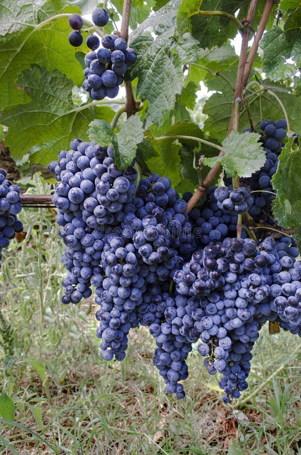 Rode Druiven Aan De Wijnstok Stock Foto - Image of voeding, wijnstok ...