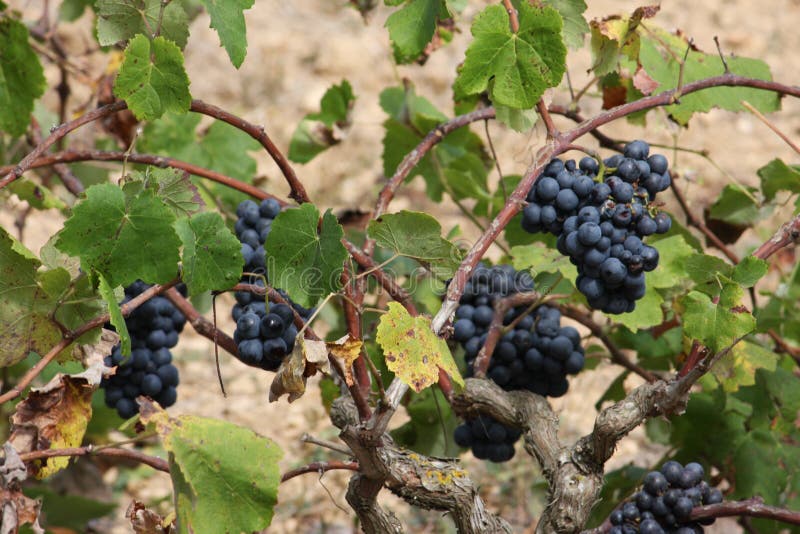 Rode Druiven Op Een Boomboomstam Stock Foto - Image of growing, nave ...