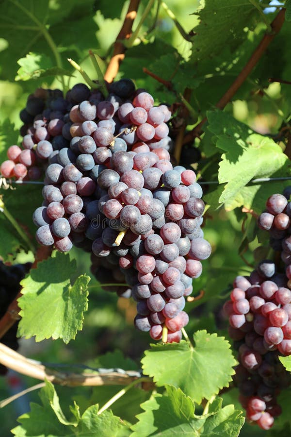 Rode Druiven in De Wijngaard Stock Foto - Image of landbouw, drank ...