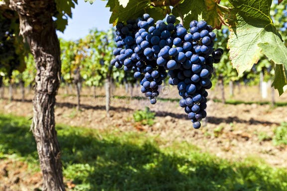 Rode druiven in zonlicht stock afbeelding. Image of rood - 32638195