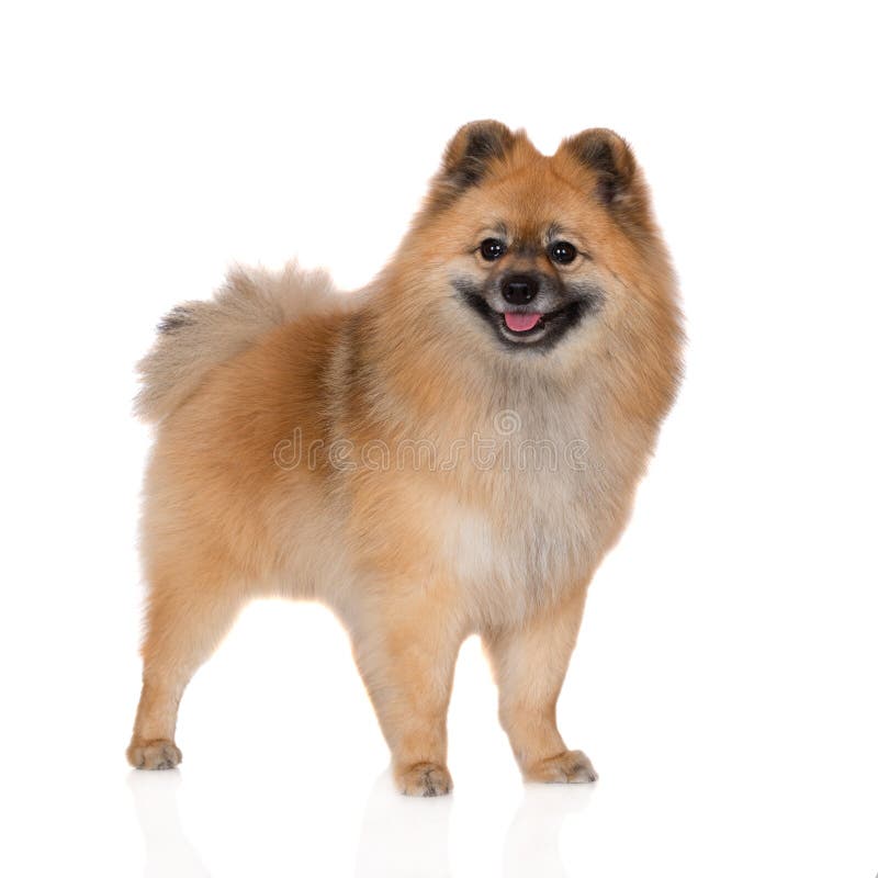 Rode Duitse Spitz Hond Die Op Het Strand Lopen Stock Afbeelding - Image ...