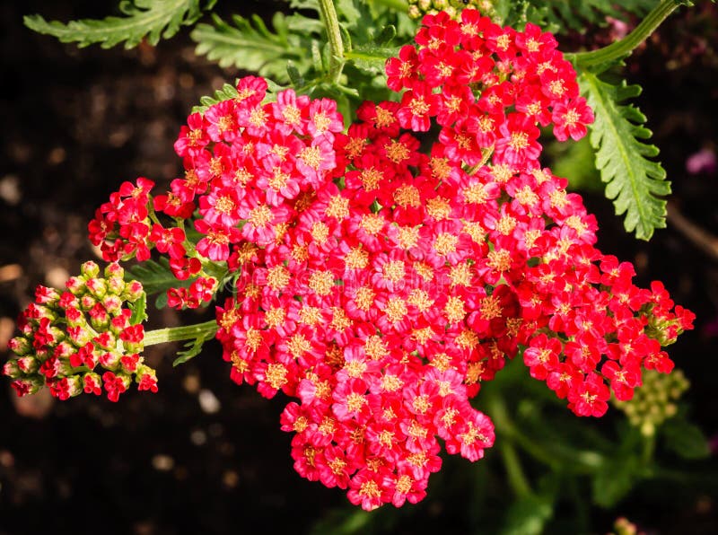 Rode Duizendblad (Achillea) Bloesems Stock Foto - Image of sering ...