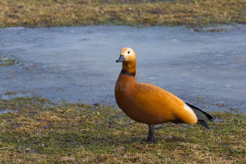 De Rode Eend Met Zwarte Bek Ziet Vooruit Stock Foto - Image of groen ...