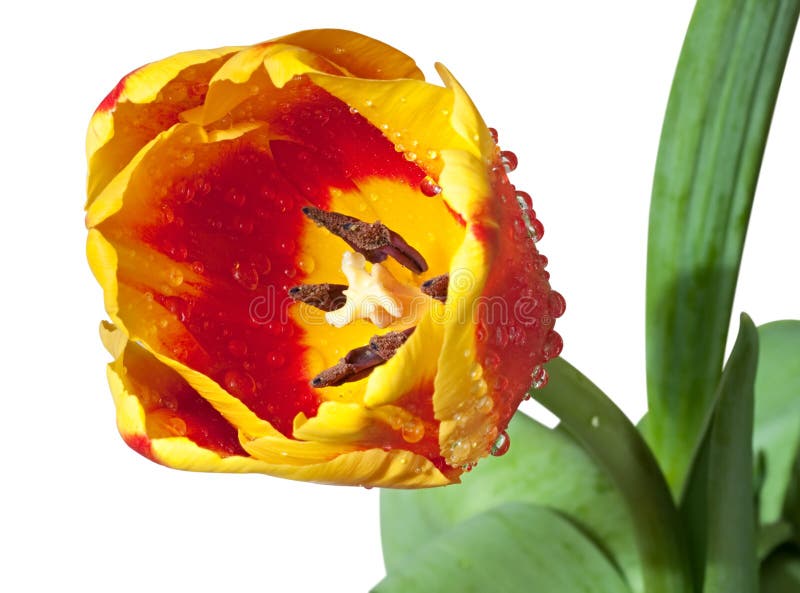 Rode en gele tulp stock afbeelding. Image of installatie - 13354873