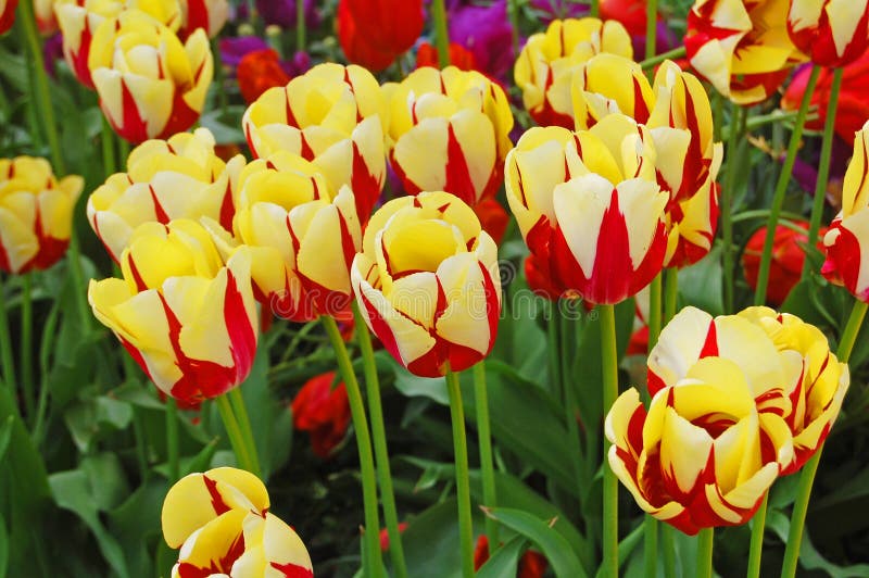 Boeket Van Rode En Gele Tulpen in Een Emmer Stock Afbeelding - Image of ...