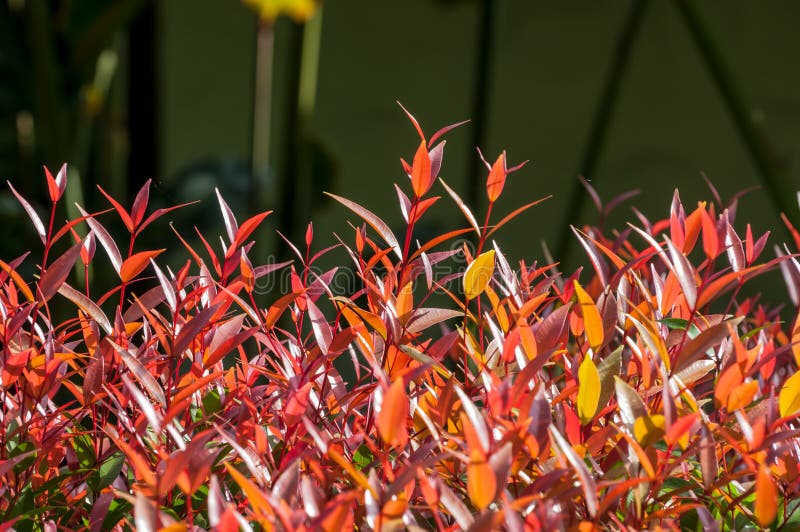 Rode En Groene Bladeren Op Struik Stock Foto - Image of park, bladeren ...