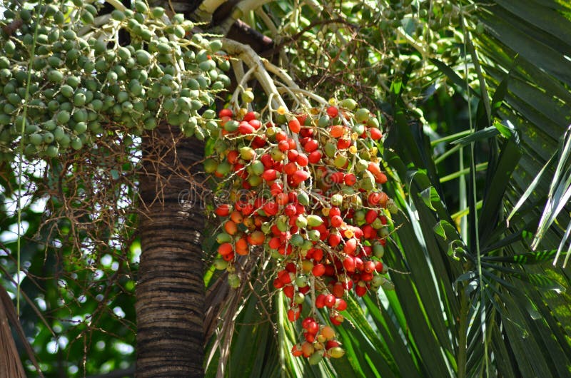 Palm Met Rijpe Rode Vruchten Stock Foto - Afbeelding bestaande uit ...