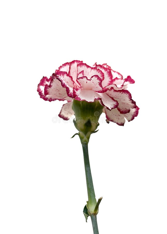 Rode en witte anjer stock afbeelding. Image of geïsoleerd - 23827119